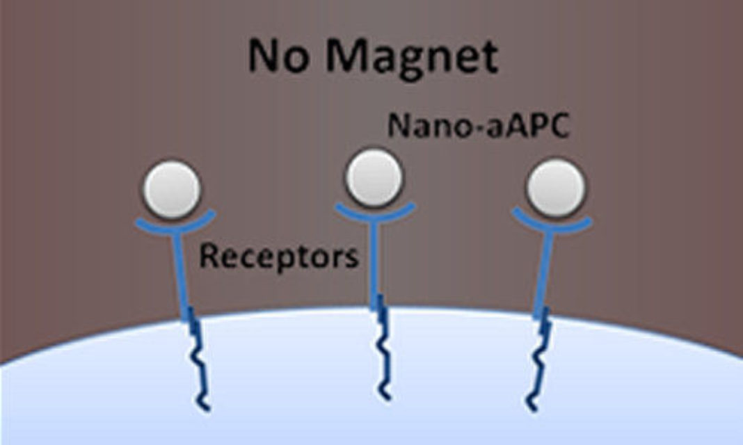 Magnetic medicine: Nanoparticles and magnetic fields train immune cells to