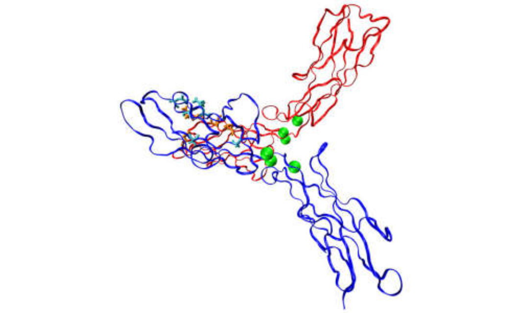 Researchers Find Mechanism that Forms Cell-to-Cell Catch Bonds