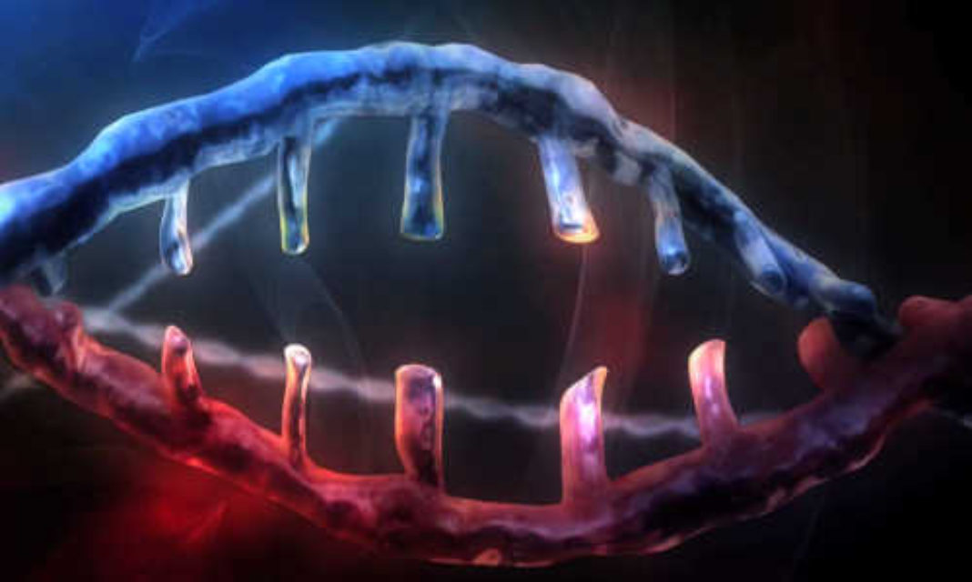 Computer model enables design of complex DNA shapes