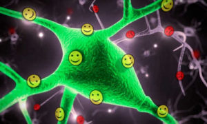 How the brain tells good from bad