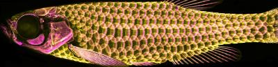 The ancient armor of fish -- scales -- provide clues to hair, feather
