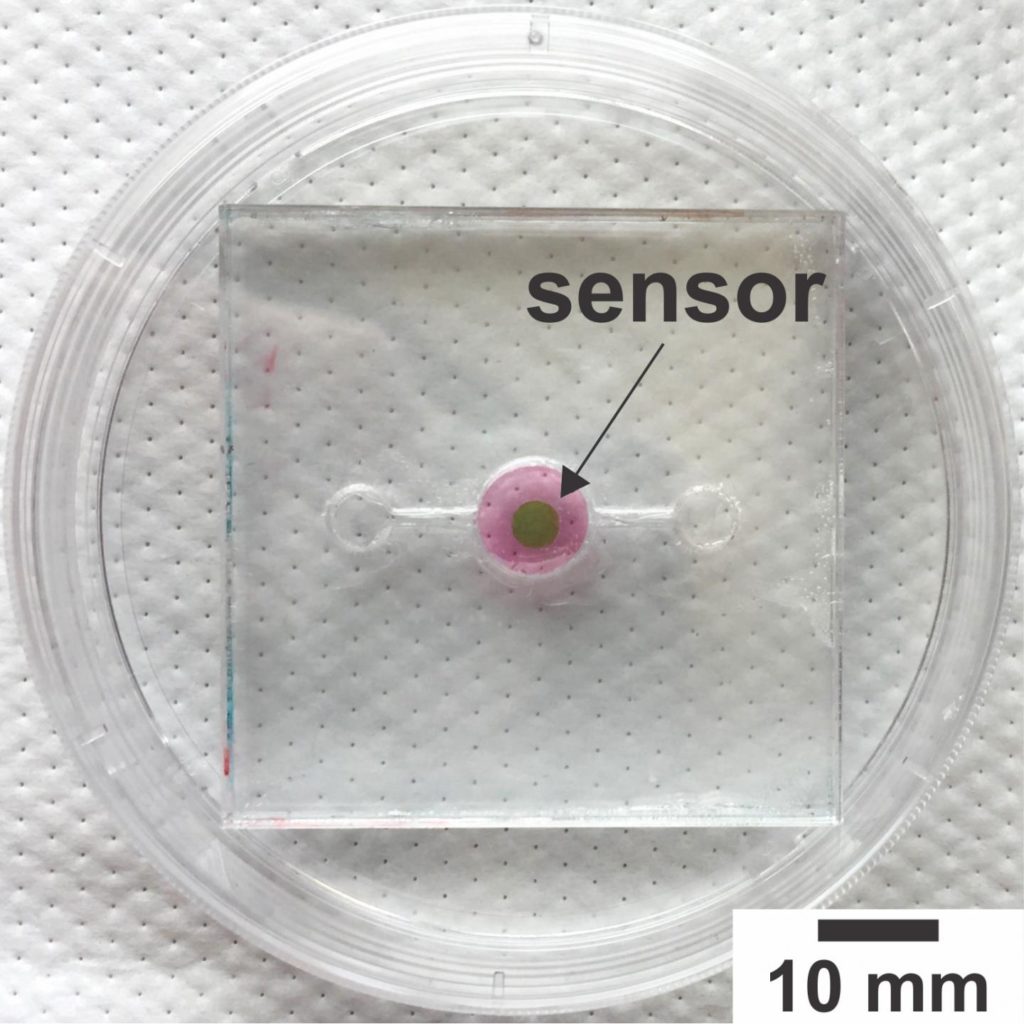 Biosensor allows real-time oxygen monitoring for ‘organs-on-a-chip ...
