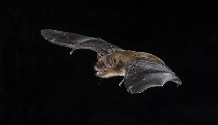 Echolocating "yin" and "yang" bats have a hidden - BIOENGINEER.ORG