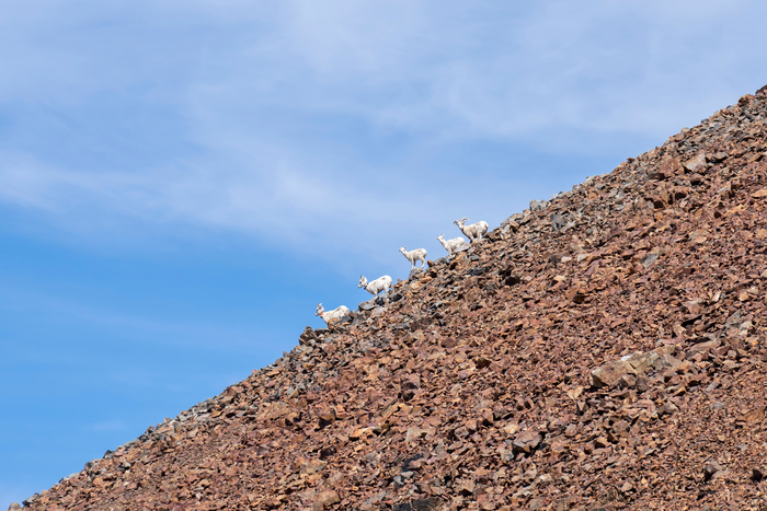 Savvy sheep: new research explores flexible decision-making for bighorn ...