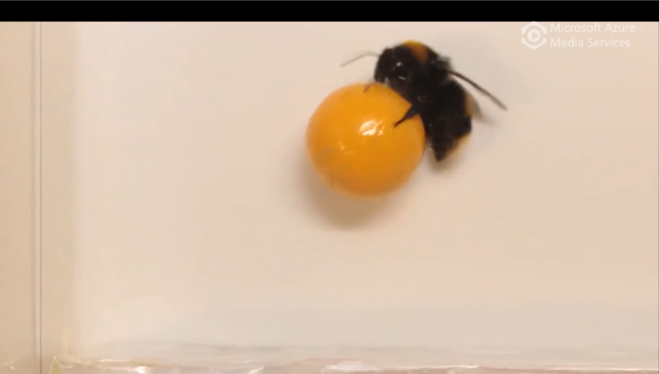First-ever study shows bumble bees ‘play’