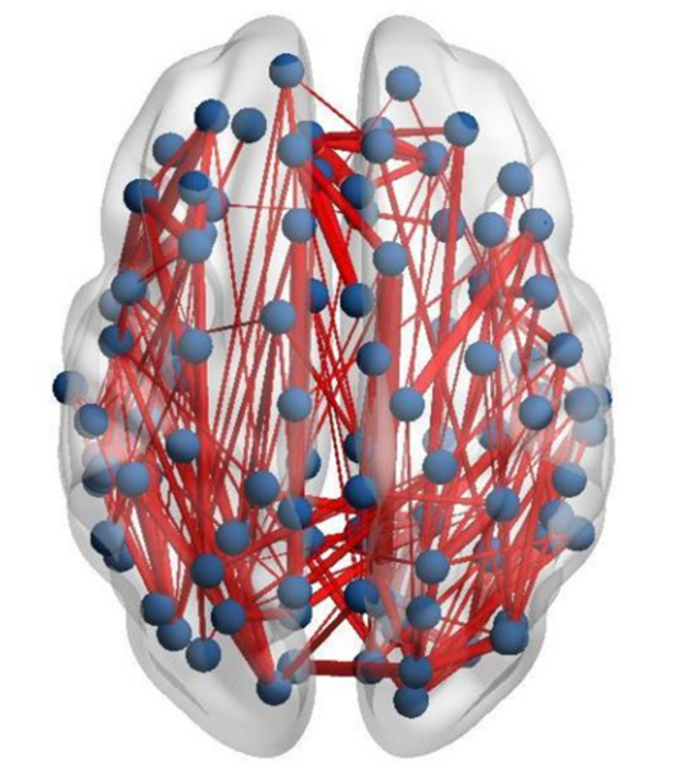 Scientists discover structure of adult brain – previously thought to be