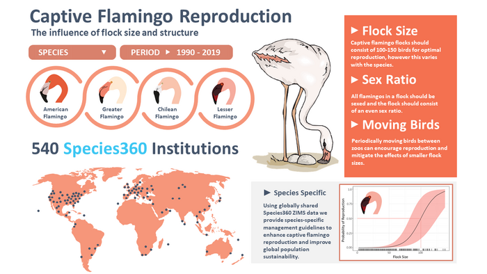 Conservation Research: Sustaining flamingo populations – size matters