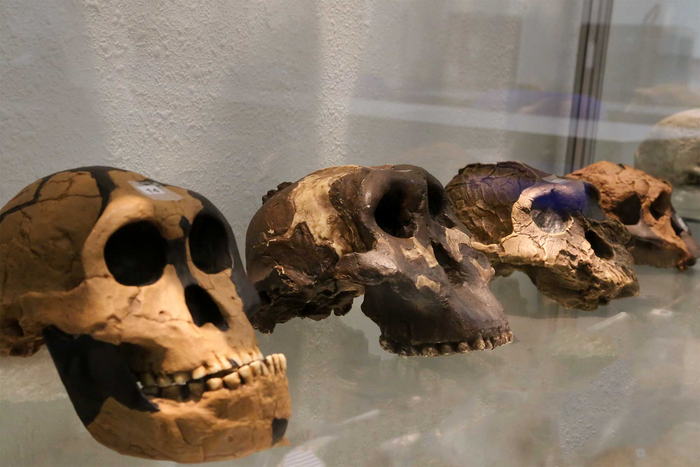 Researchers evidence new characteristics of the extinct American cheetah