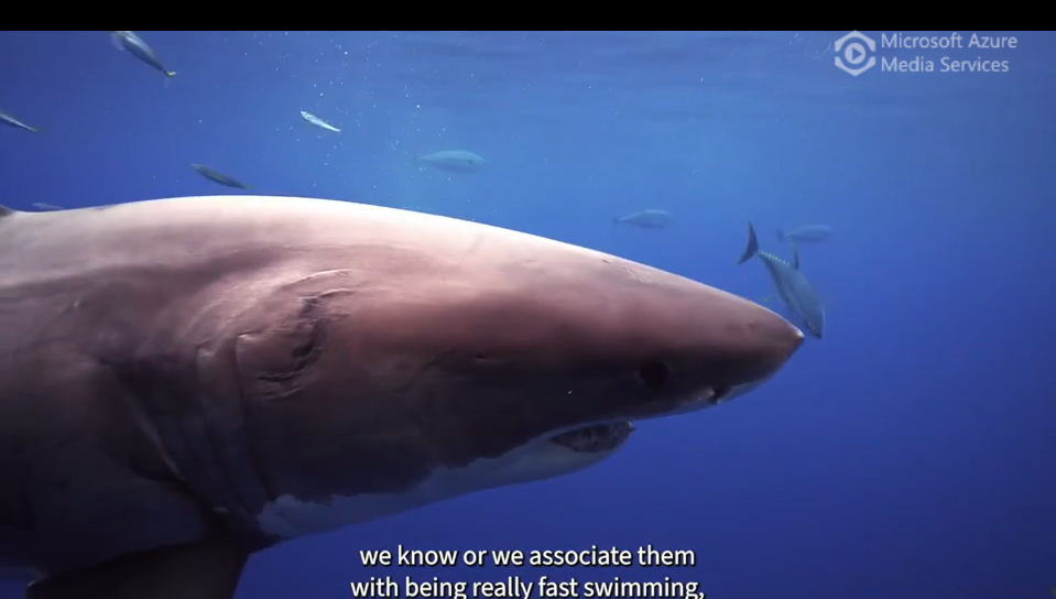 Shark shock – scientists discover filter-feeding basking sharks are