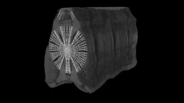 Study uncovers mechanics of machete-like ‘tail-whipping’ in thresher