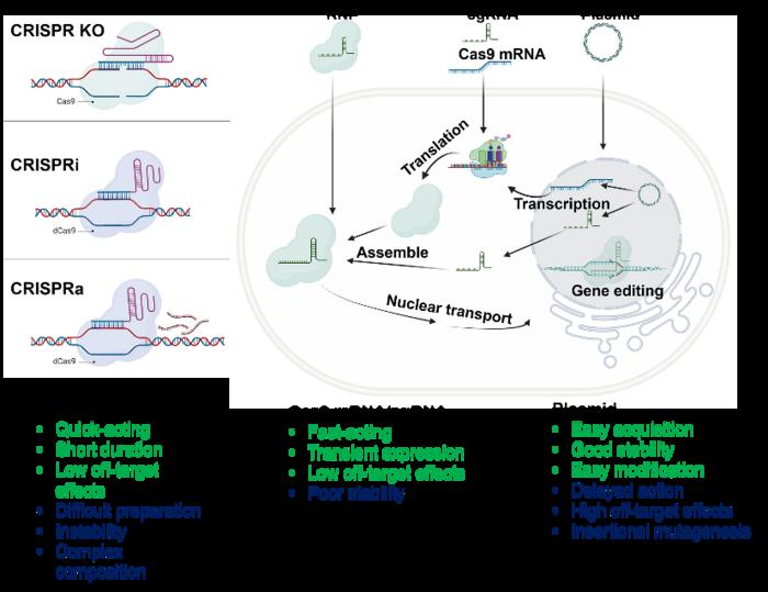 Nanotechnology‐based CRISPR/Cas9 delivery system for genome editing in ...