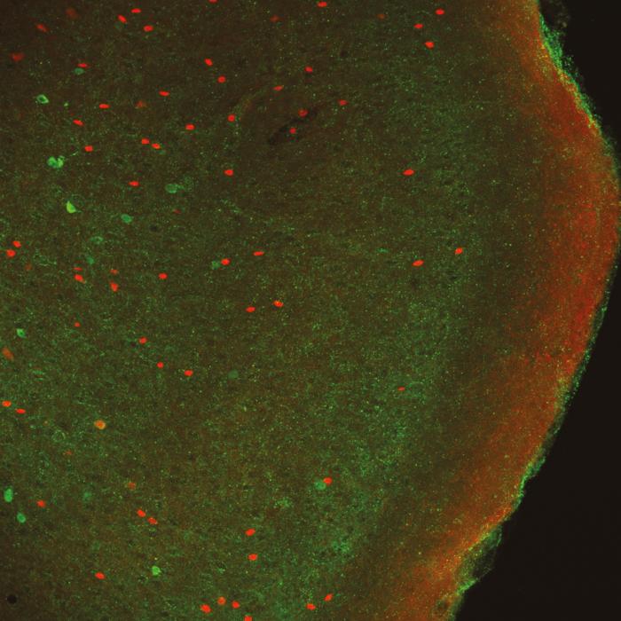 Happy or angry, how the brain recognize emotions - BIOENGINEER.ORG