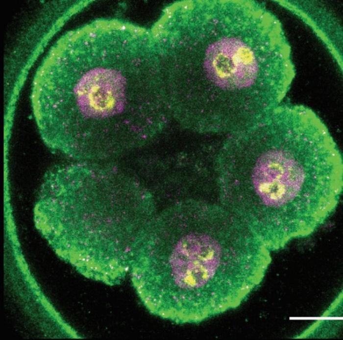 How a ‘conductor’ makes sense of chaos in early mouse embryos