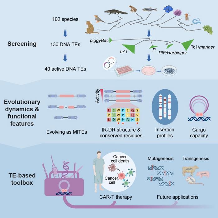Large-scale study reveals functional diversity of DNA transposons and ...