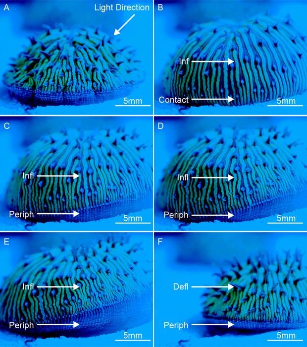 Free-Living Mushroom Coral Cycloseris cyclolites Shows Unique ‘Walking’