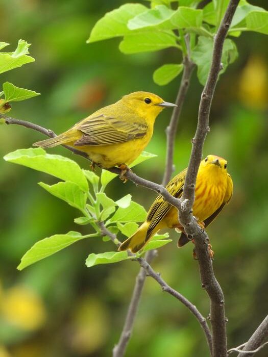 Galapagos Birds Display ‘Road Rage’ Behavior in Response to Noise