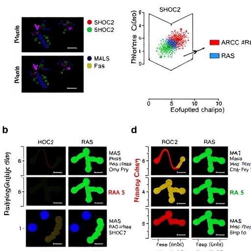 Blocking SHOC2–RAS Interaction in RAS Cancers