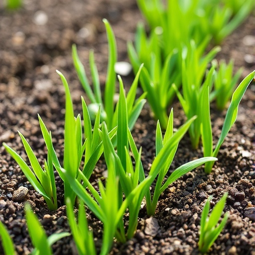 Cold-Tolerant Germination in Hulless Barley Uncovered! - BIOENGINEER.ORG