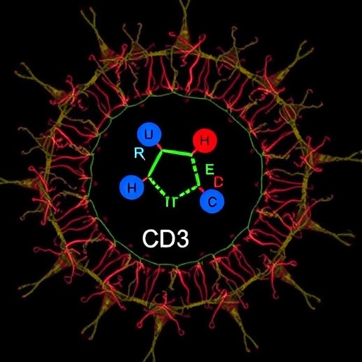 Human T-Cell Receptor–CD3: Resting and Active States